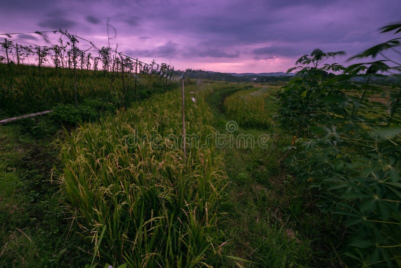 Rice Plants in the Rice Fields in the Beautiful Afternoon Stock Photo ...