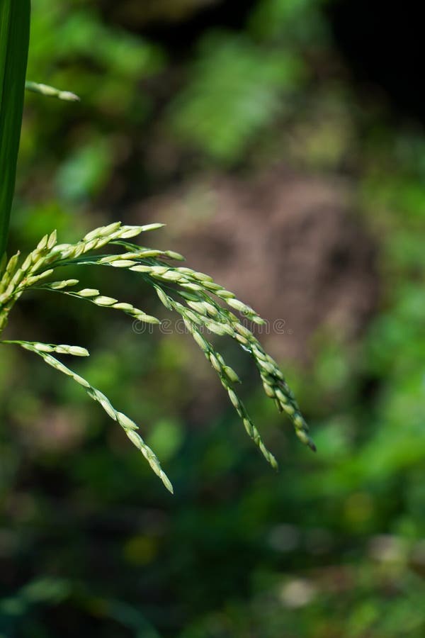 Rice Plants in Rice Fields. Close Up View of Beautiful Rice Plants in ...