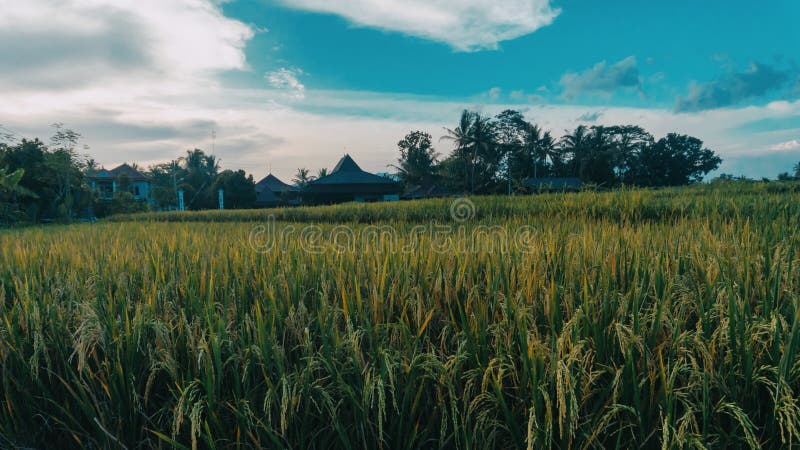 Rice Plants in the Rice Fields at the Edge of the Village Stock Image ...