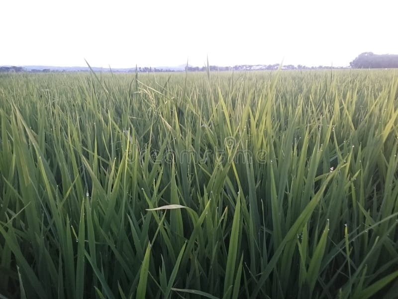 Rice plants in the fields stock photo. Image of ricefield - 142641704