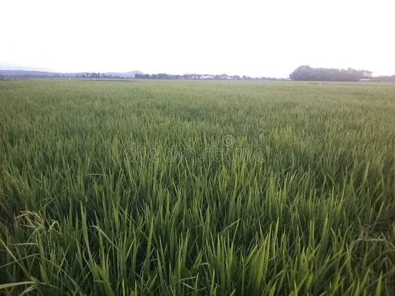 Rice plants in the fields stock photo. Image of rice - 142641806