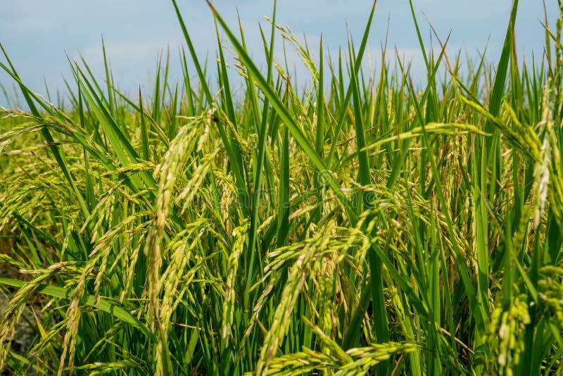 The Rice Plants in the Fields Have Ears of Rice. Stock Photo - Image of ...