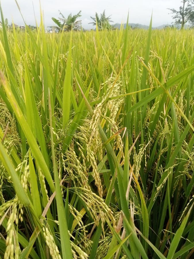 Rice Plants in the Fields Near the House Stock Photo - Image of rice ...