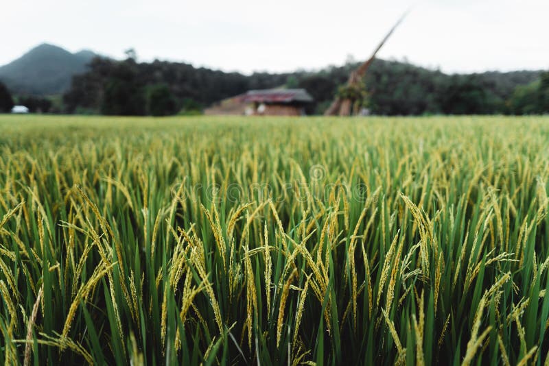 The Rice Plants in the Fields,Paddy Field Stock Photo - Image of green ...