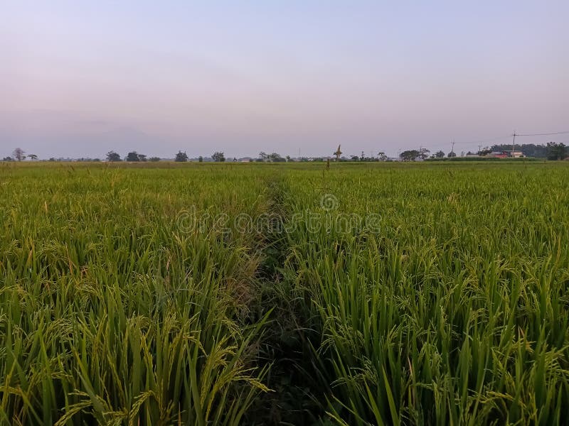 Rice plants in the fields stock image. Image of plants - 153158037