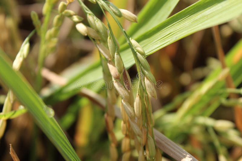 Rice Plants with Flowers and Grains of Rice Stock Image - Image of ...