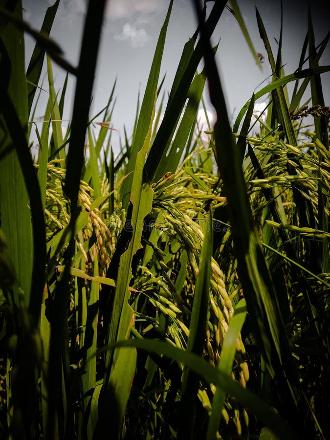 Rice plants in the garden stock image. Image of fresh - 280461877