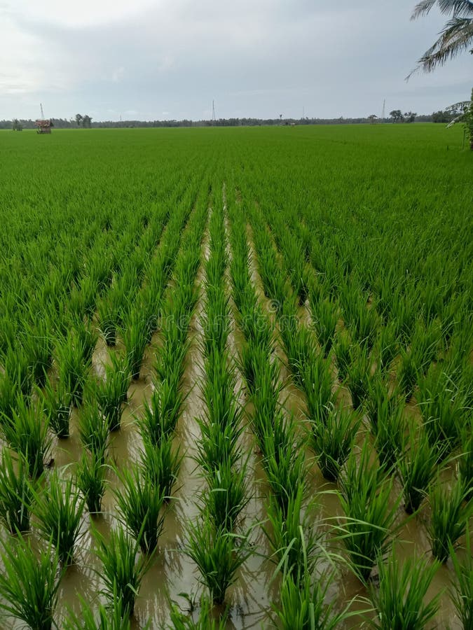 Rice Plants in the Green Expanse of Rice Fields Stock Image - Image of ...