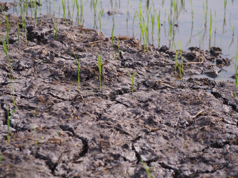 Rice plants with ground stock photo. Image of plants - 91310112