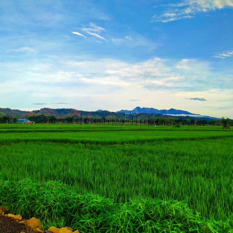 Rice Plants Grow Very Well in the Countryside Stock Photo - Image of ...