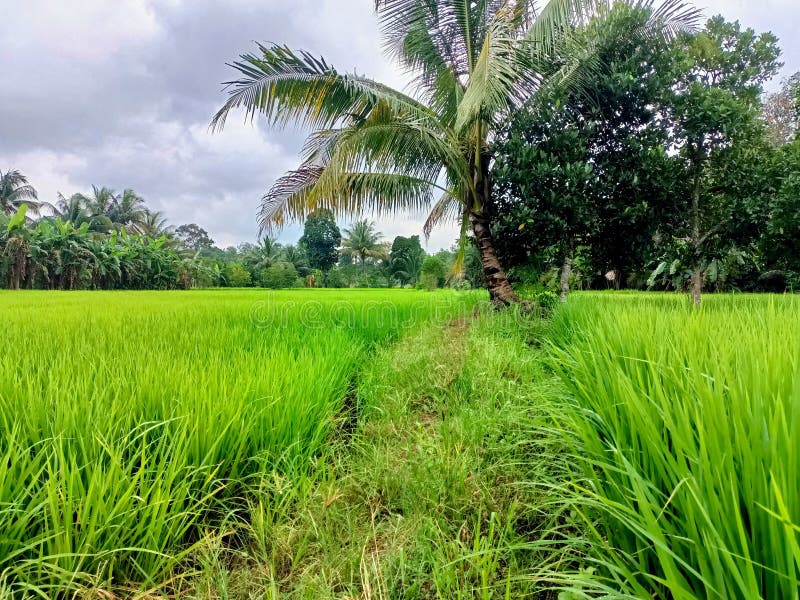 Rice plants that grow well stock photo. Image of farmer - 362501744