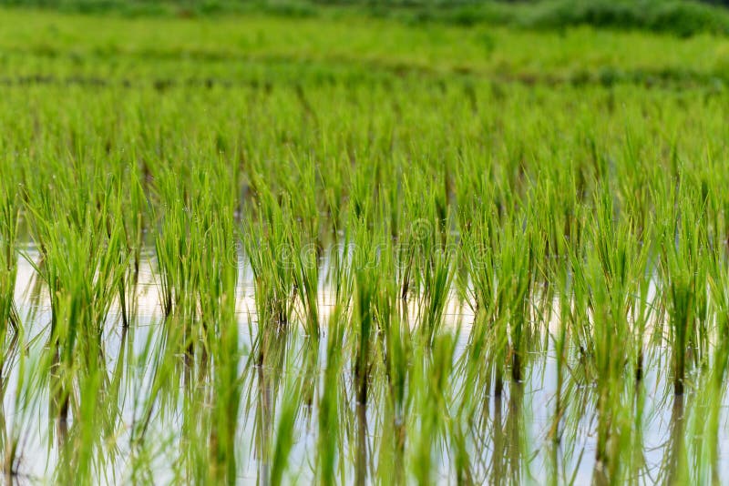 Rice plants are growing stock image. Image of germinated - 74246949
