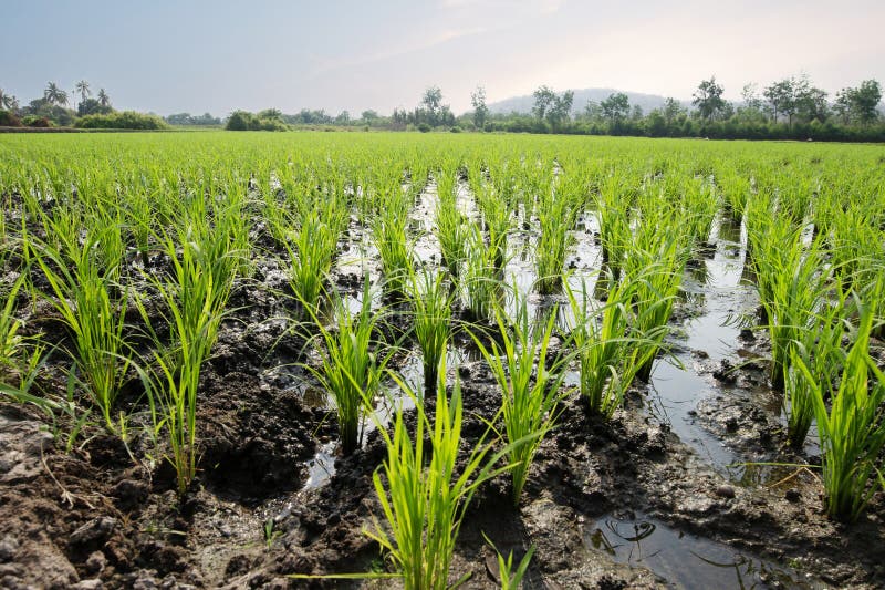 Rice Plants in the Fields Began To Turn Yellow Stock Photo - Image of ...