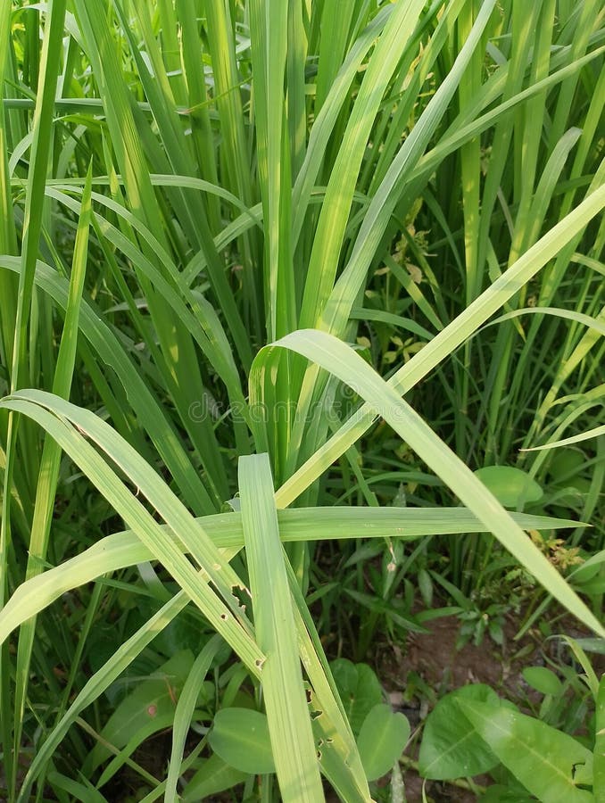 Rice Plants are Growing Vigorously and are almost Flowering Stock Image ...