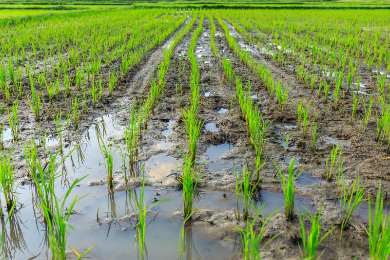 The Rice Plants that Have Just Been Planted in the Rice Fields Stock ...