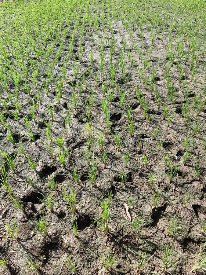 Rice Plants that Have Just Been Planted in the Fields Stock Photo ...
