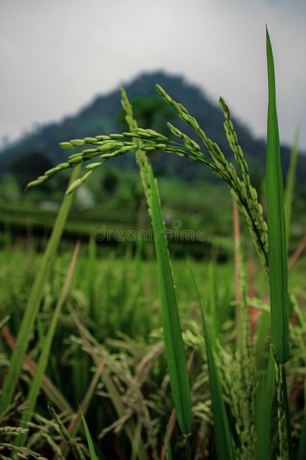 Rice Plants that Have Started To Bend Over Stock Photo - Image of ...