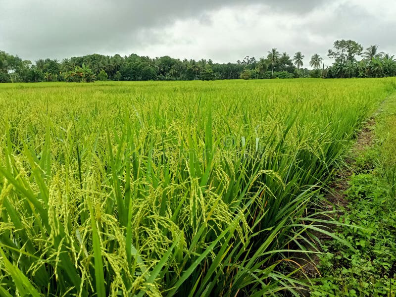Rice Plants that Have Started To Fill Up and Turn Yellow Stock Image ...