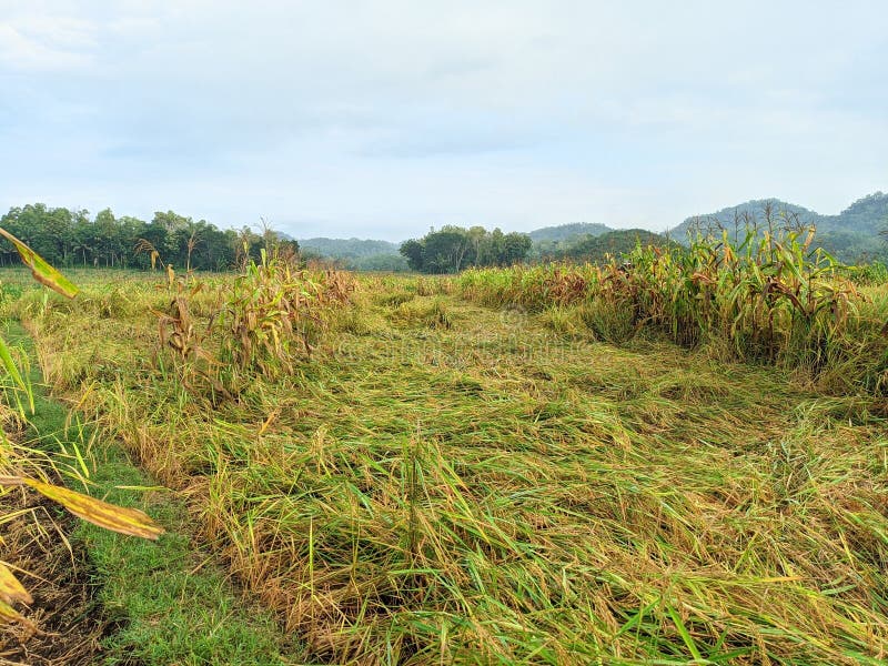 Rice Plants that Have Weak Stem Characteristics Finally Collapsed after ...