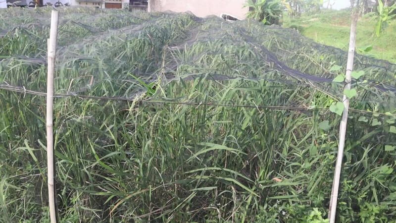 The Rice Plants are Installed Stock Footage - Video of safety, plants ...