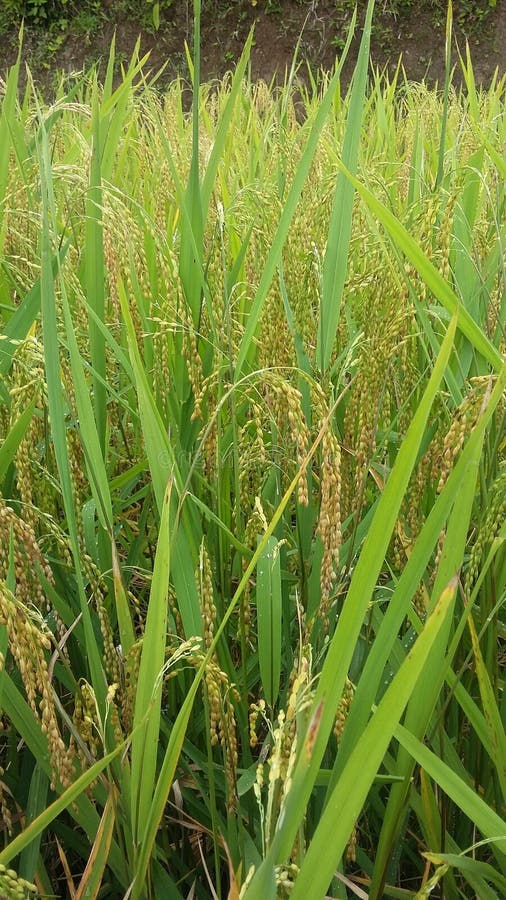 Rice plants Indonesia stock image. Image of java, beautiful - 273705879