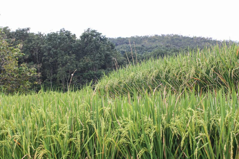 Rice Plants in the Middle of the Paddy Fields Stock Photo - Image of ...