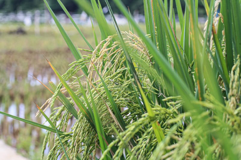 Rice Plants in the Middle of the Paddy Fields Stock Photo - Image of ...