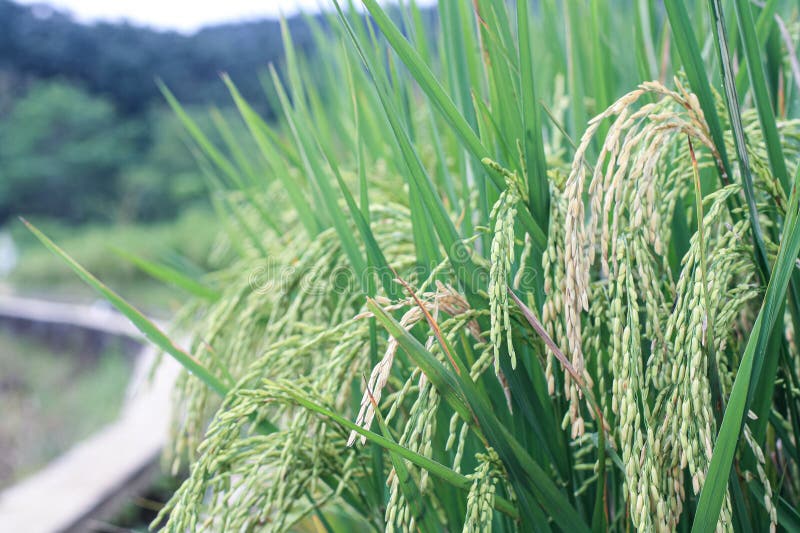 Rice Plants in the Middle of the Paddy Fields Stock Photo - Image of ...