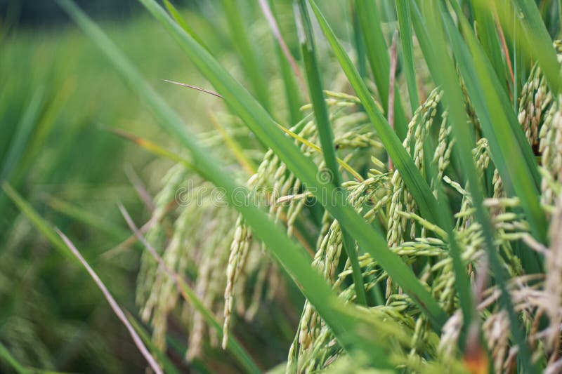 Rice Plants in the Middle of the Paddy Fields Stock Photo - Image of ...