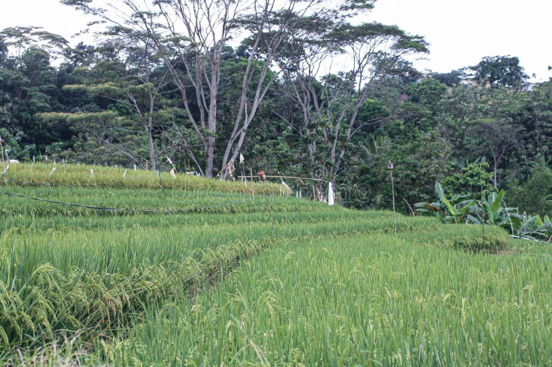 Rice Plants in the Middle of the Paddy Fields Stock Image - Image of ...