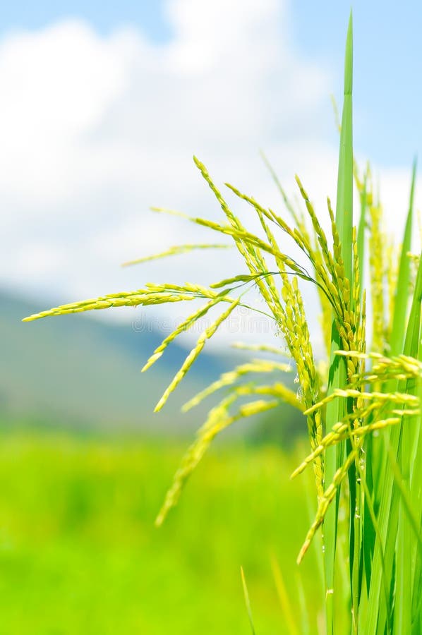 Rice plants stock photo. Image of fall, kernels, crop - 44981946