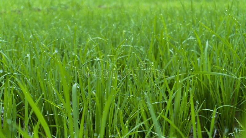 Rice Plants in the Morning with Dew Bubbles on the Leaves Stock Photo ...