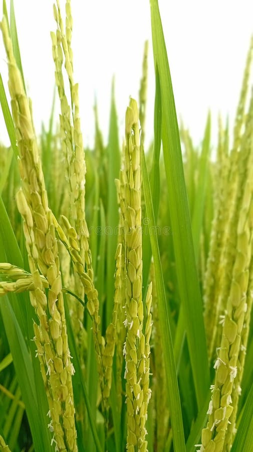 Rice Plants are One of the Food Source Plants that Grow in Beds Stock ...