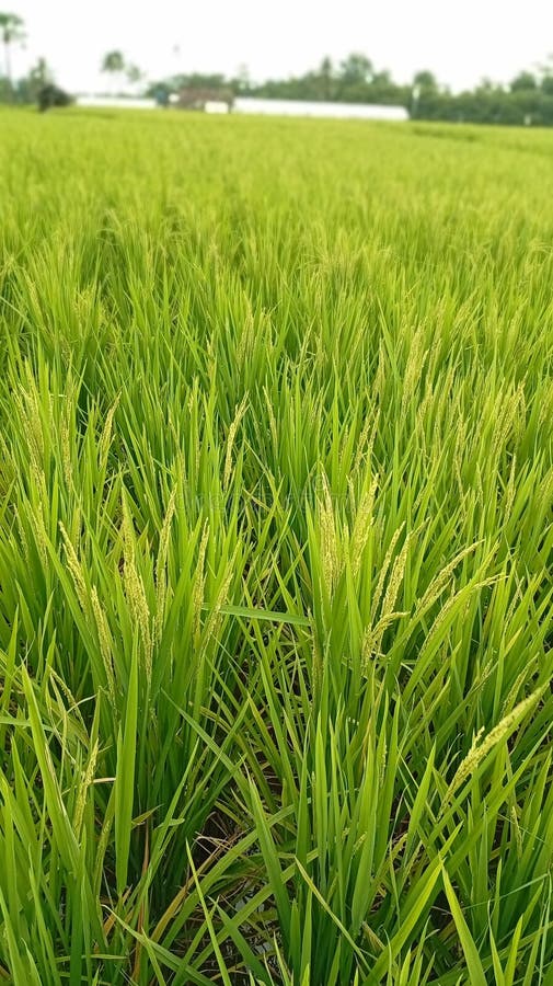 Rice Plants are One of the Food Source Plants that Grow in Beds Stock ...