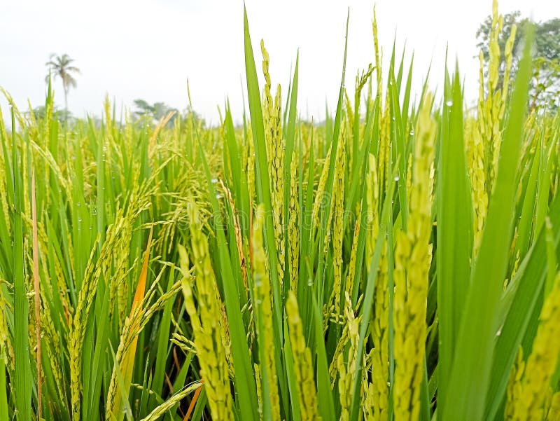 Rice Plants (Oryza Sativa) Thrive in the Rice Fields Stock Photo ...
