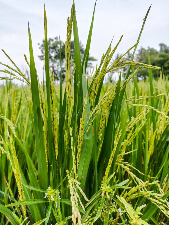 Rice Plants (Oryza Sativa) Thrive in the Rice Fields Stock Photo - Image of oryza, agriculture ...