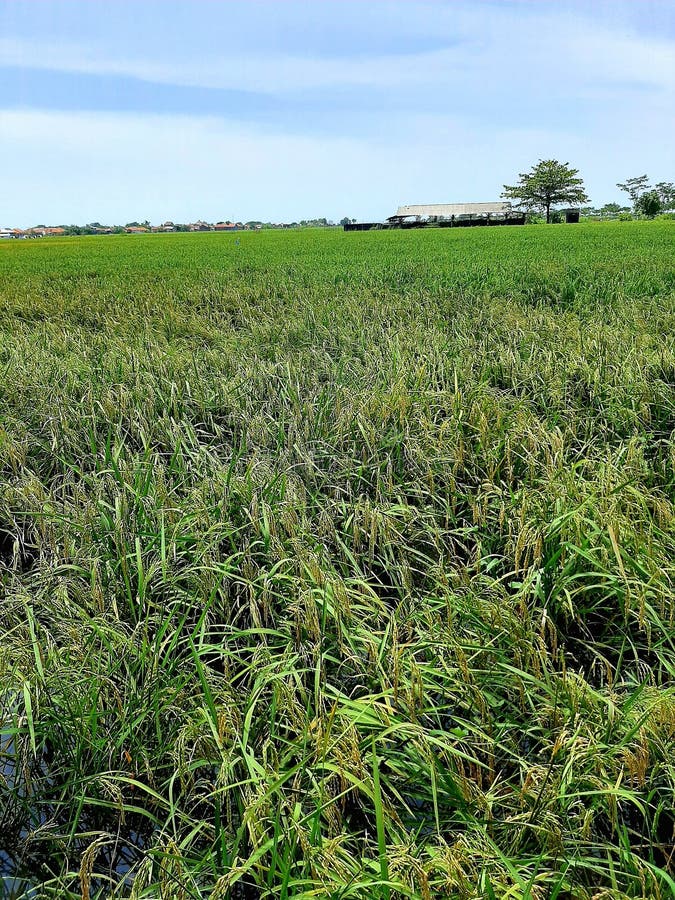 Rice Plants in a Paddy Field that Collapsed in the Wind Stock Image ...