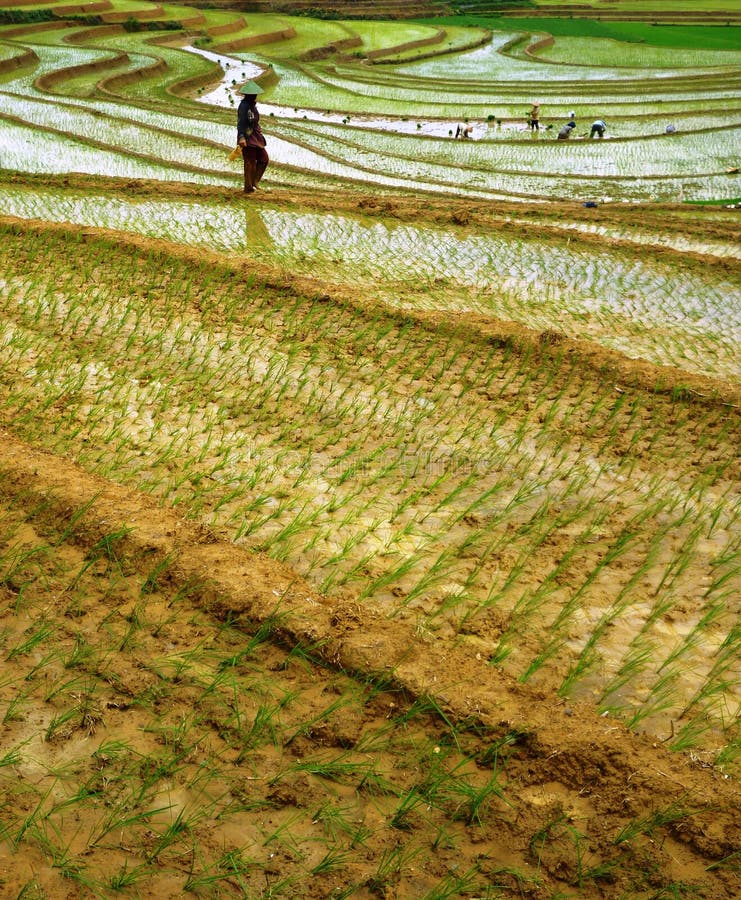 Rice Plants in Paddy Field editorial photography. Image of rice - 37280882