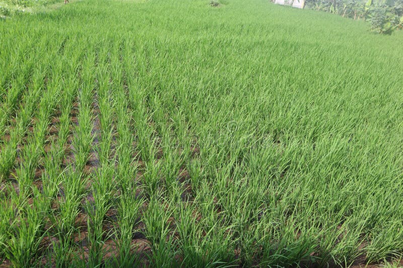 Paddy Fields in Bandung Use the Terracing Method Stock Photo - Image of ...