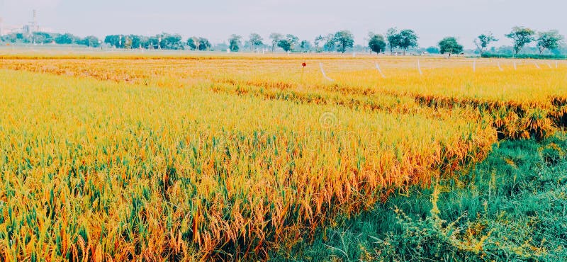 The Rice Plants in the Paddy Fields are Already Yellow, Meaning they ...