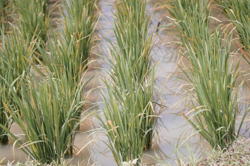 Rice plants stock image. Image of planted, staple, rice - 272572613