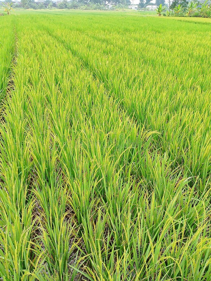 Rice Plants are Planted in the Rice Fields with Beautiful Green Leaves ...