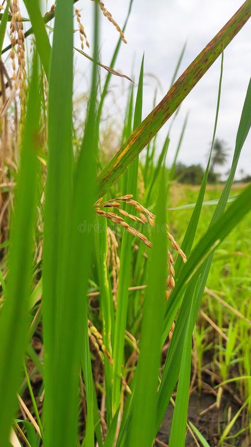 Rice Plants Planted by Old Farmers Stock Image - Image of plants, panen ...