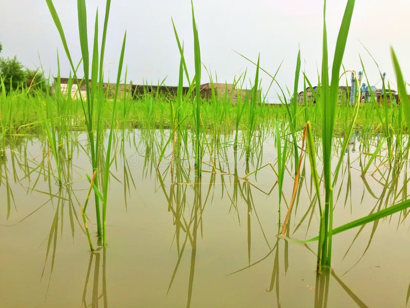Rice plants in punjab stock photo. Image of store, white - 188825644