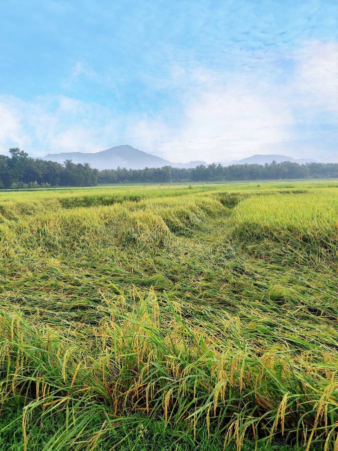 Rice Plants Ready To Harvest Stock Photo - Image of agriculture, plants ...