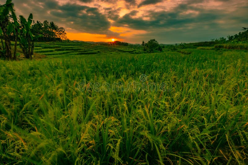 Rice Plants in the Rice Fields in the Beautiful Afternoon Stock Photo ...
