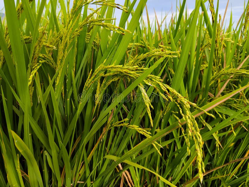 Close up of rice plants stock photo. Image of agriculture - 330292606
