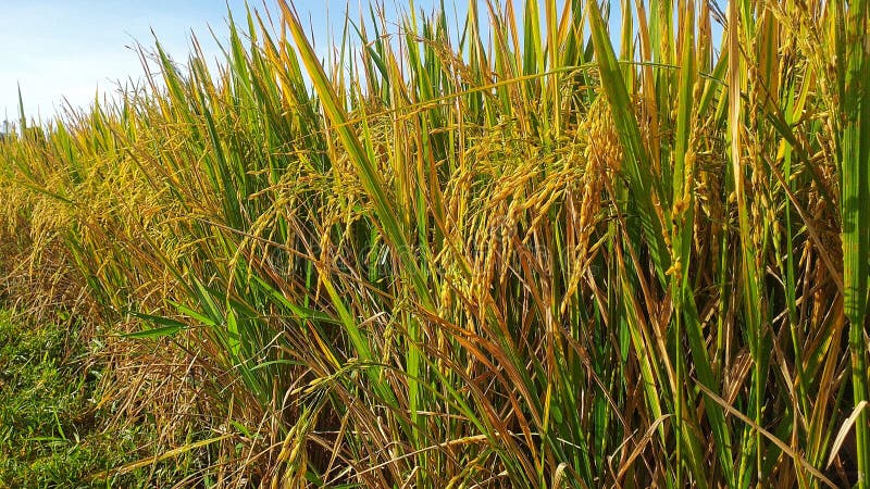 Rice Plants in Rice Fields Green Tree Stock Image - Image of green ...