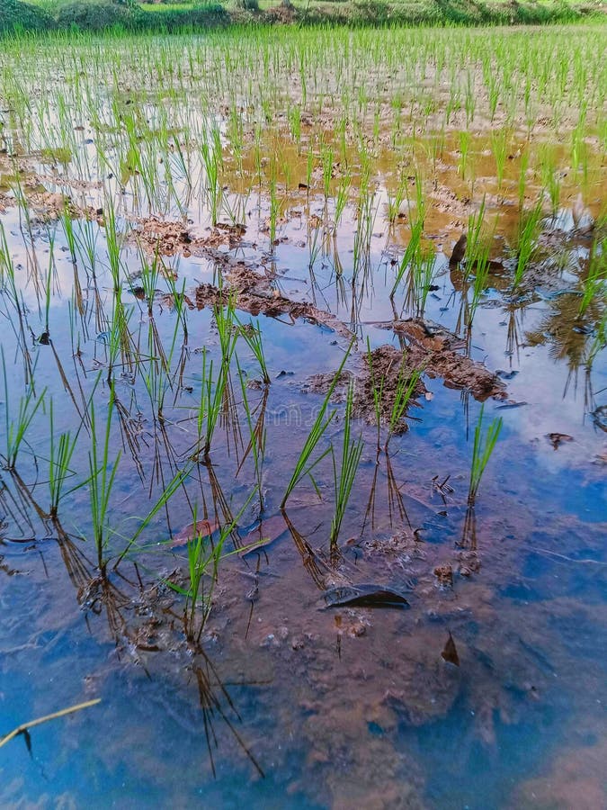 Rice plants stock photo. Image of rice, food, plants - 249353978
