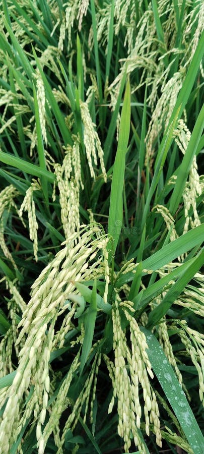 Rice plants stock photo. Image of rice, tree, herb, food - 319034090